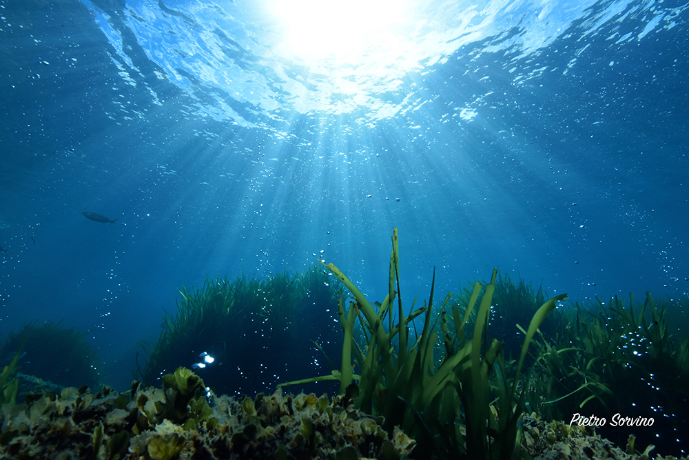 Mare.it - La Posidonia oceanica, la pianta marina del Mediterraneo